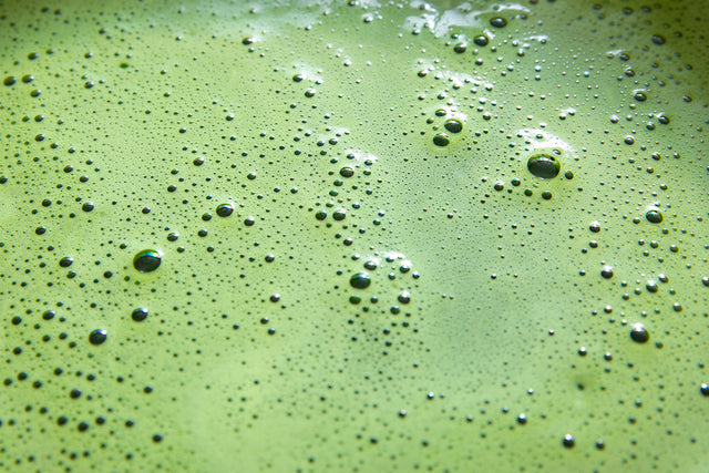 Green Power: Matcha Health Benefits – Ghost Matcha