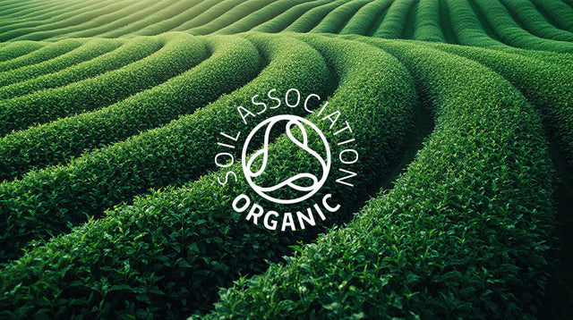 Organic Green Tea – Ghost Matcha